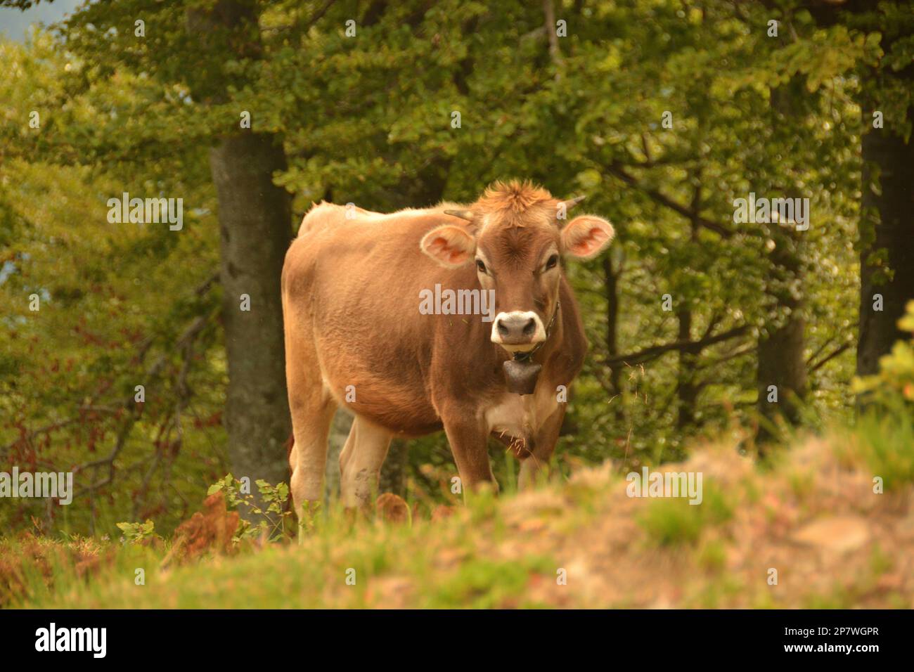 Cow carpathian mountains ukraine hi-res stock photography and images ...