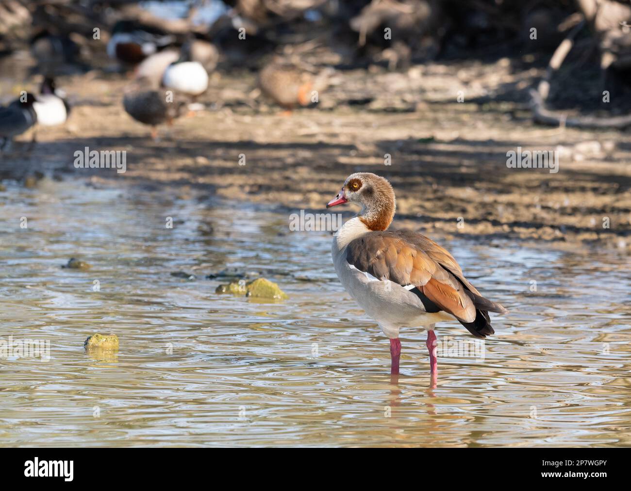Sunlight closeup of an Egyptian goose standing near the shore in ...