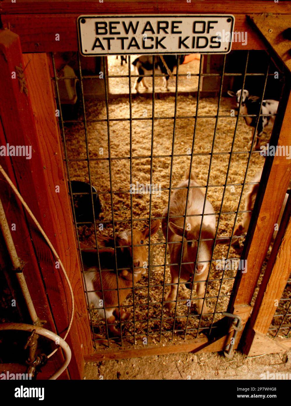 Nigerian dwarf goats stand in their barn Oct. 19, 2009 on Pholia Farm ...