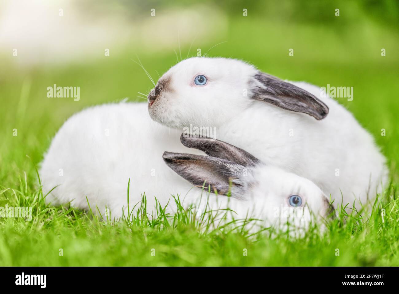 Two white rabbits with black ears snuggled up to each other on the ...