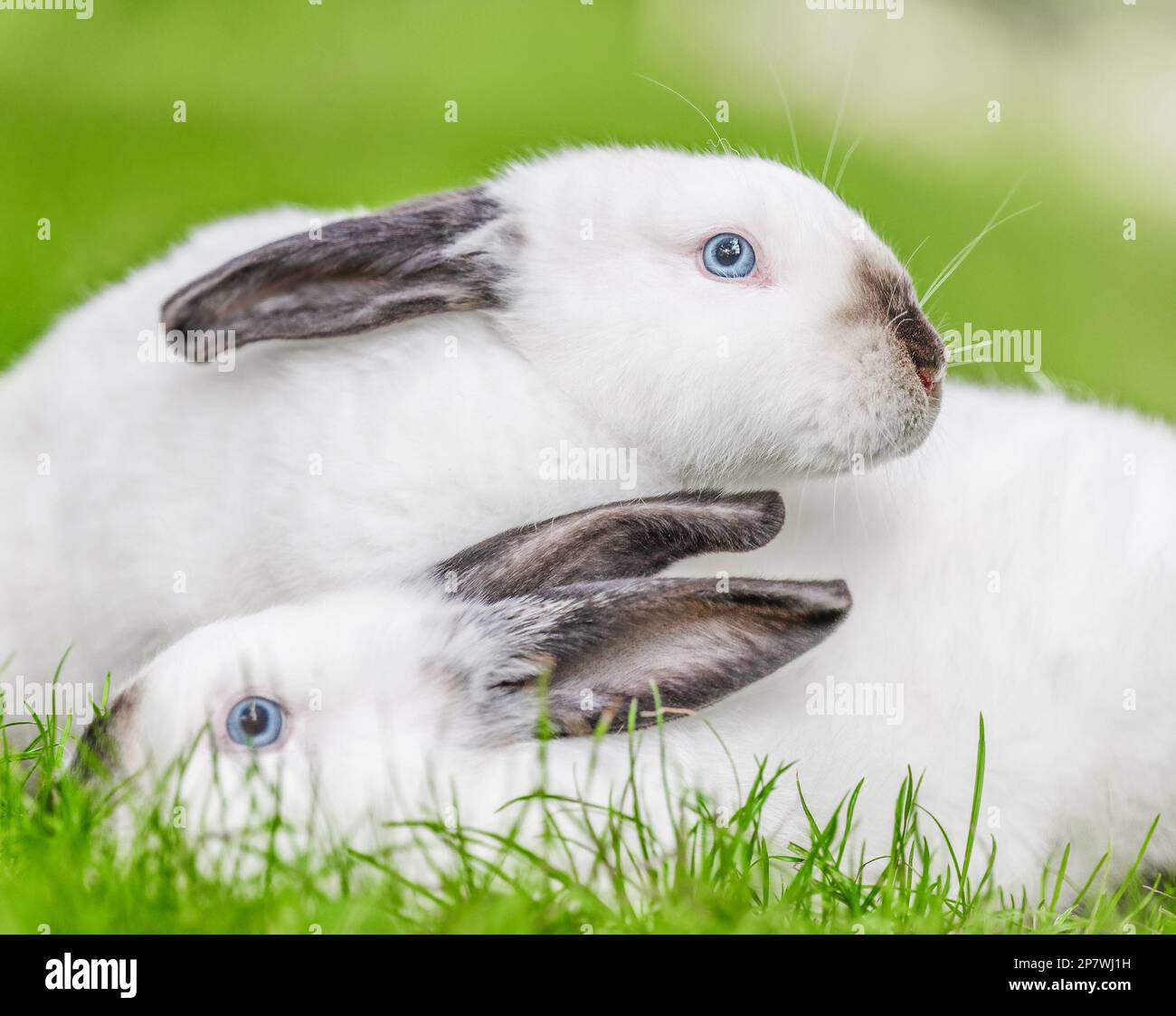 Two adorable black white rabbits hi-res stock photography and images ...