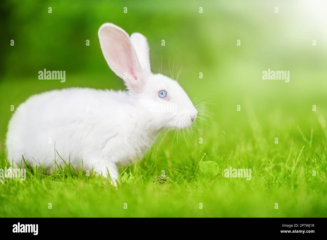 White Little Rabbit On The Green Grass Beauty In Nature Easter Bunny