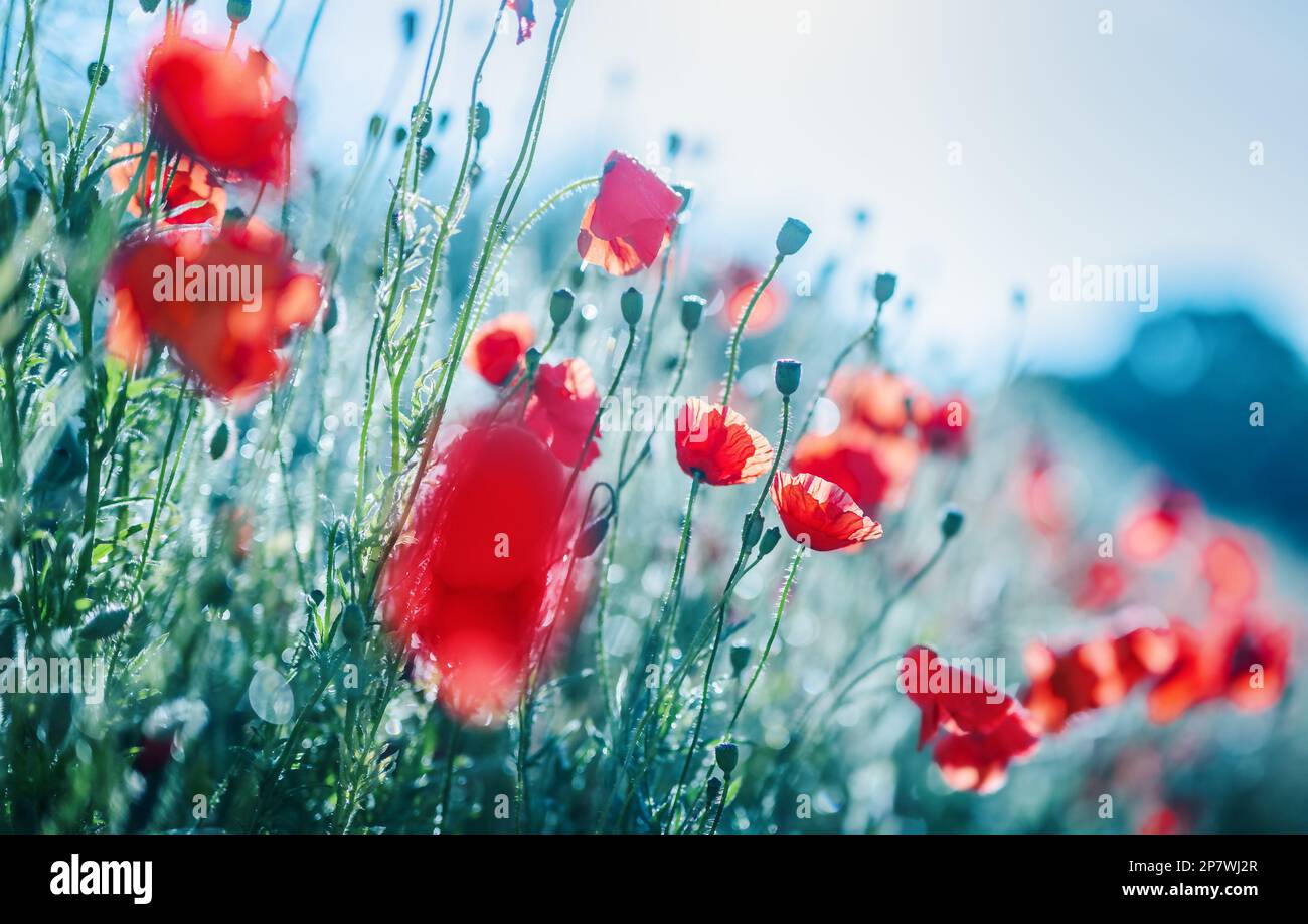 bright red poppy flower on nature background Stock Photo - Alamy