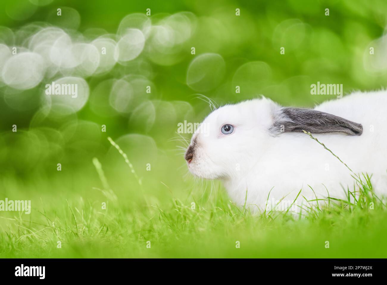 White rabbits with black ears sitting on the green grass. Beauty in ...