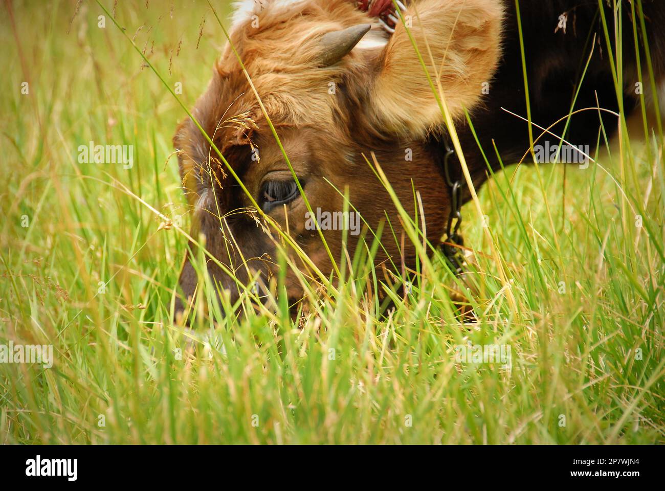 Cow carpathian mountains ukraine hi-res stock photography and images ...
