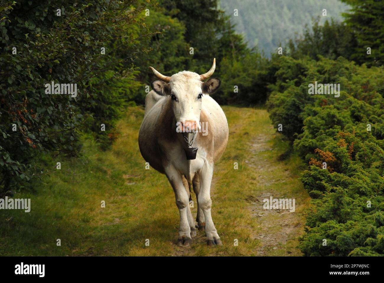 Cow carpathian mountains ukraine hi-res stock photography and images ...