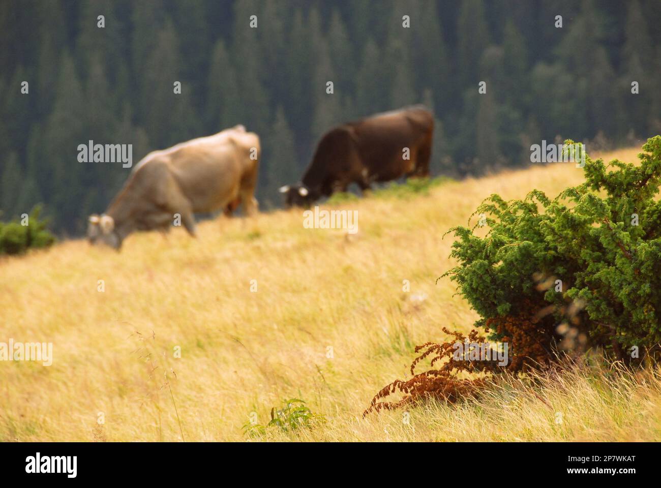 Cow in the mountains of the Carpathian Ukraine Stock Photo - Alamy