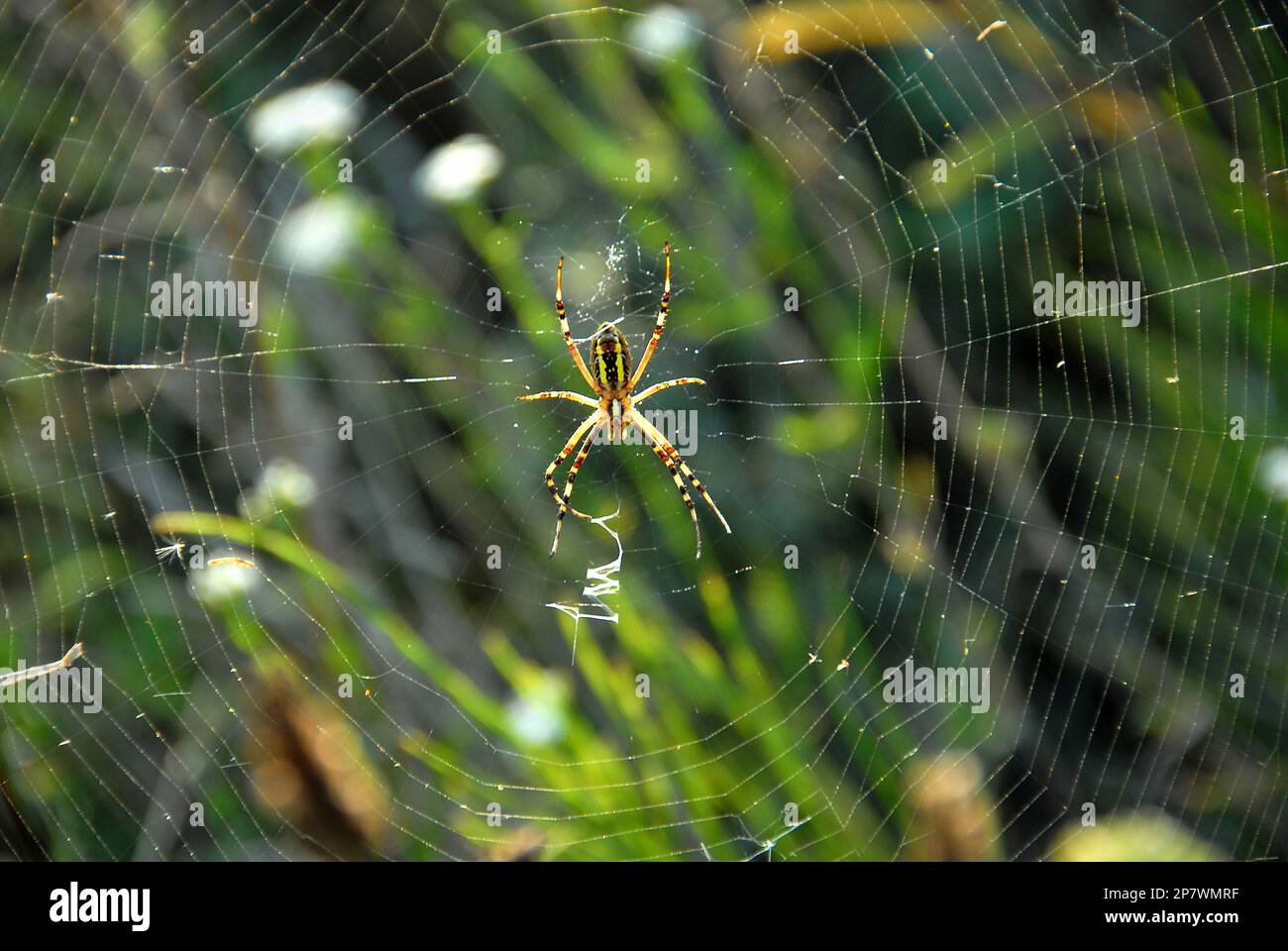Big spider and web in Ukraine forest Stock Photo - Alamy
