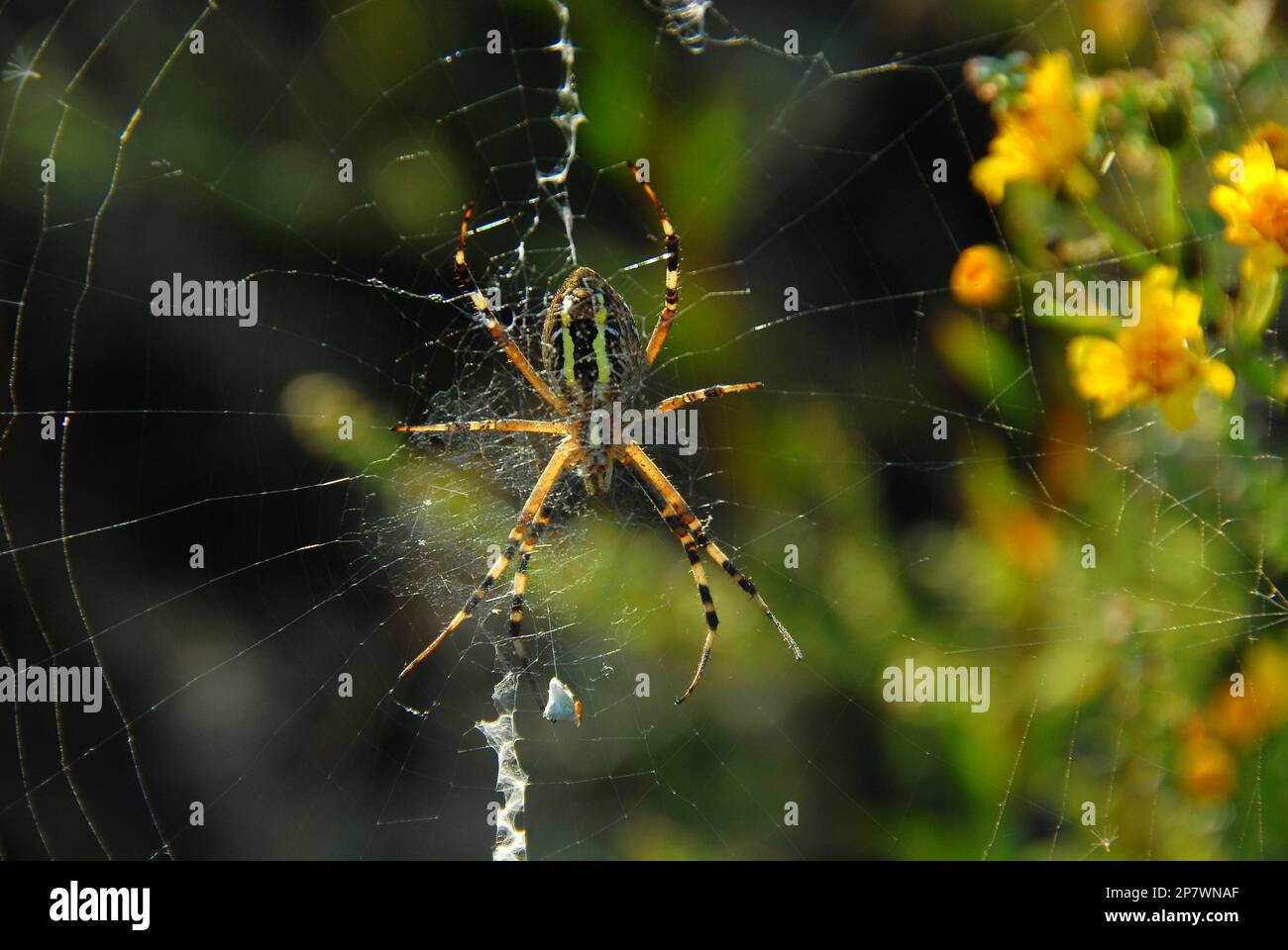 Big spider and web in Ukraine forest Stock Photo - Alamy