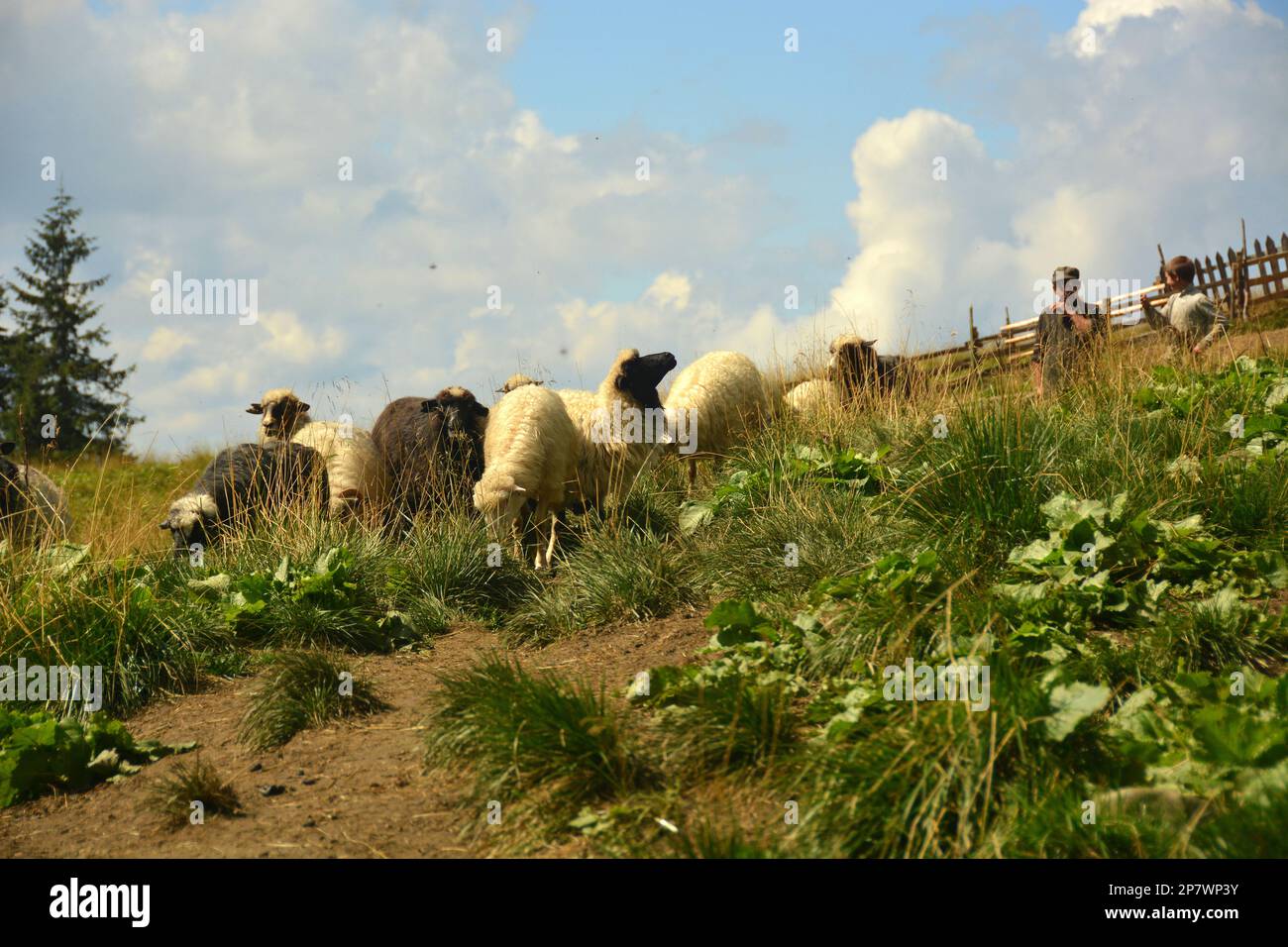 Lambs and sheep in the Carpathian Mountains in Ukraine Stock Photo - Alamy