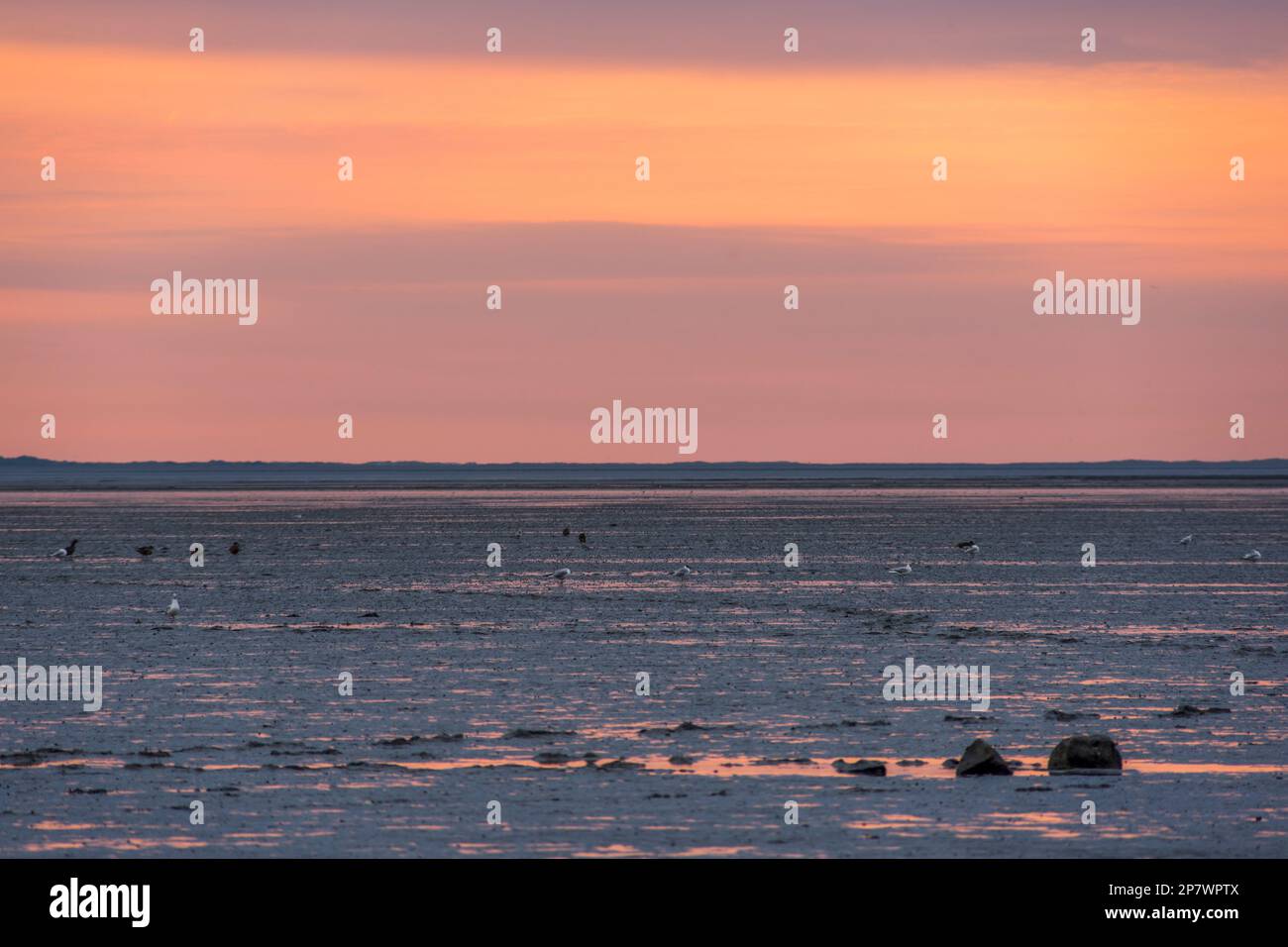 The dry seabed of the Wadden Sea between the coast near Harlesiel and ...