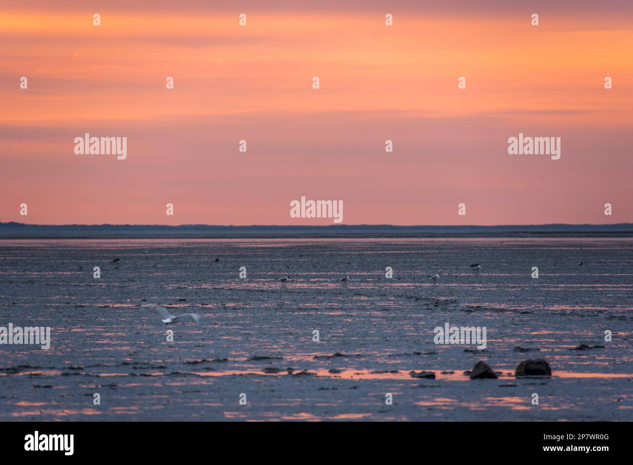 The dry seabed of the Wadden Sea between the coast near Harlesiel and ...