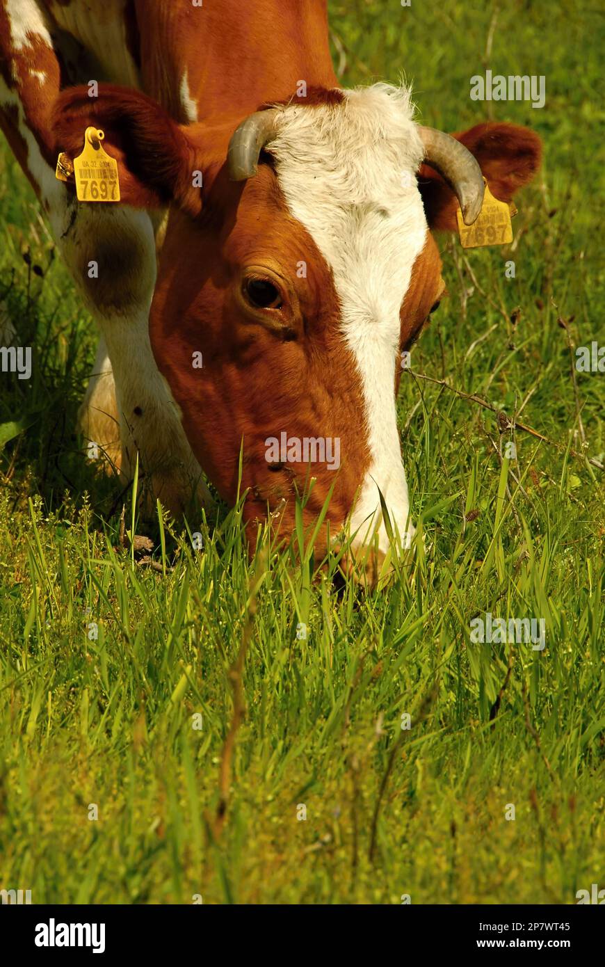 Carpathian cows hi-res stock photography and images - Alamy