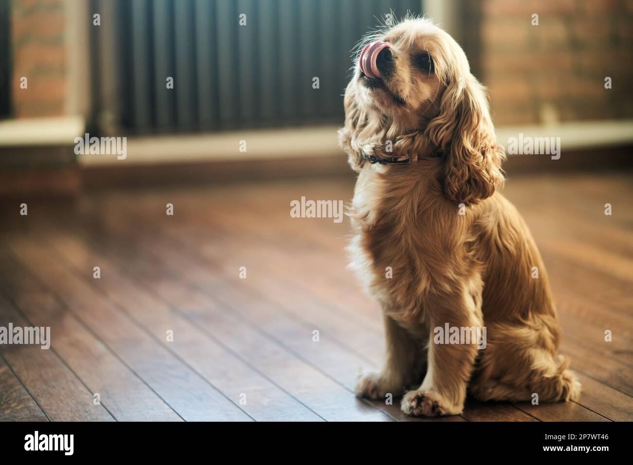 American Cocker Spaniel sitting on the floor Stock Photo - Alamy