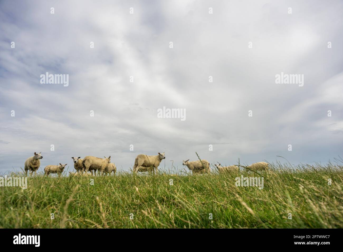 A flock of sheep graze on the seawall on the coast of the Wadden Sea ...
