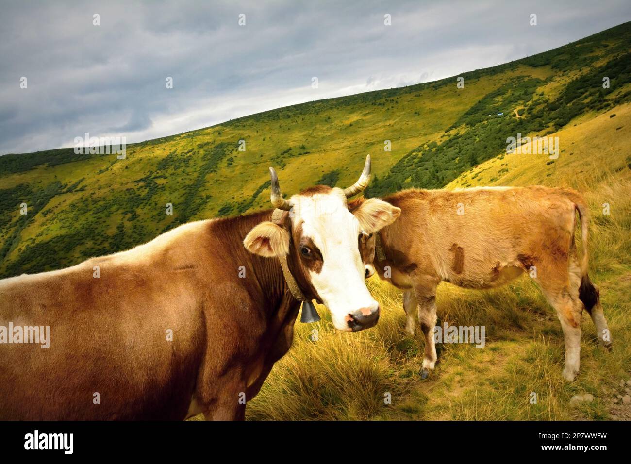 Cow carpathian mountains ukraine hi-res stock photography and images ...