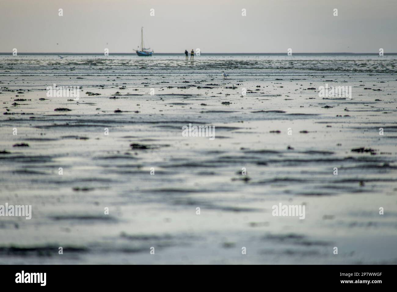 A seagull walks on the mud on the coast of the Wadden Sea during low ...