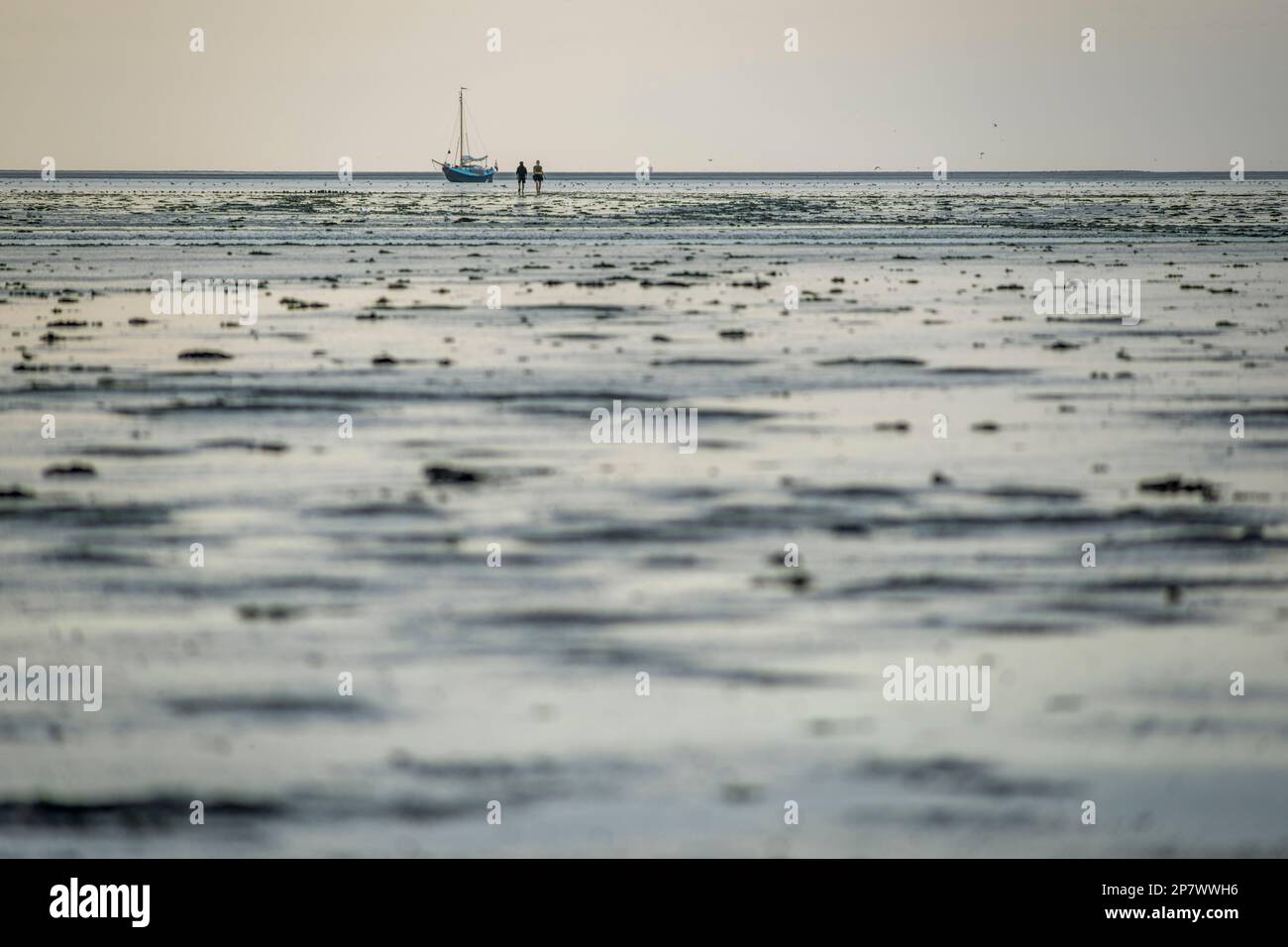 Two people walk across the dry mudflats to their sailboat during low ...