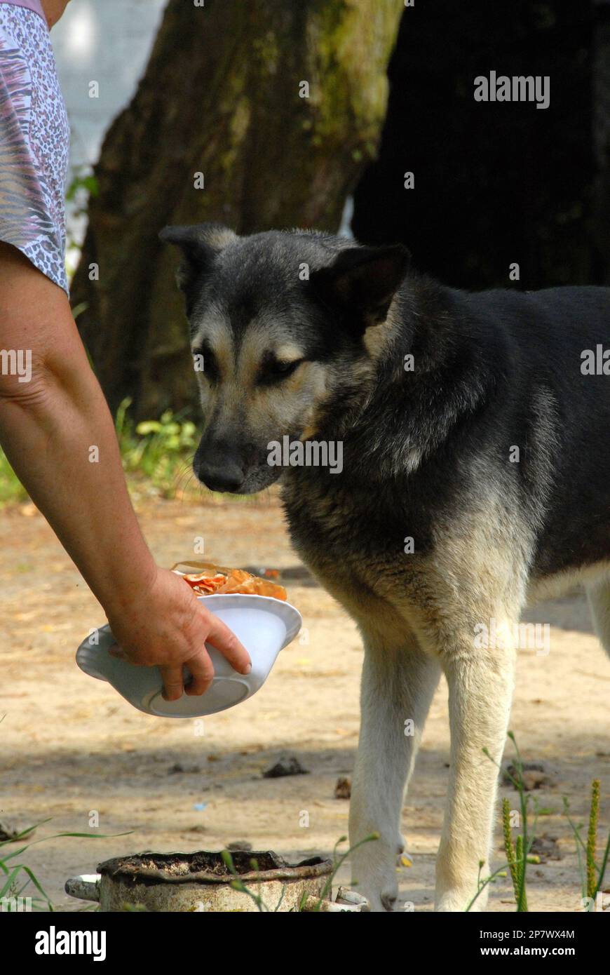 Cute, unusual and a good dog in Ukraine Stock Photo - Alamy