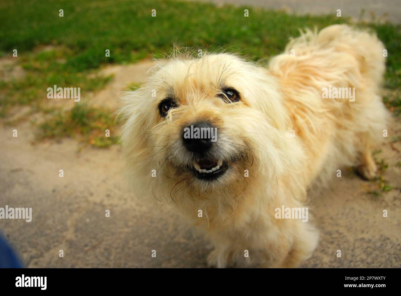 Cute, unusual and a good dog in Ukraine Stock Photo - Alamy