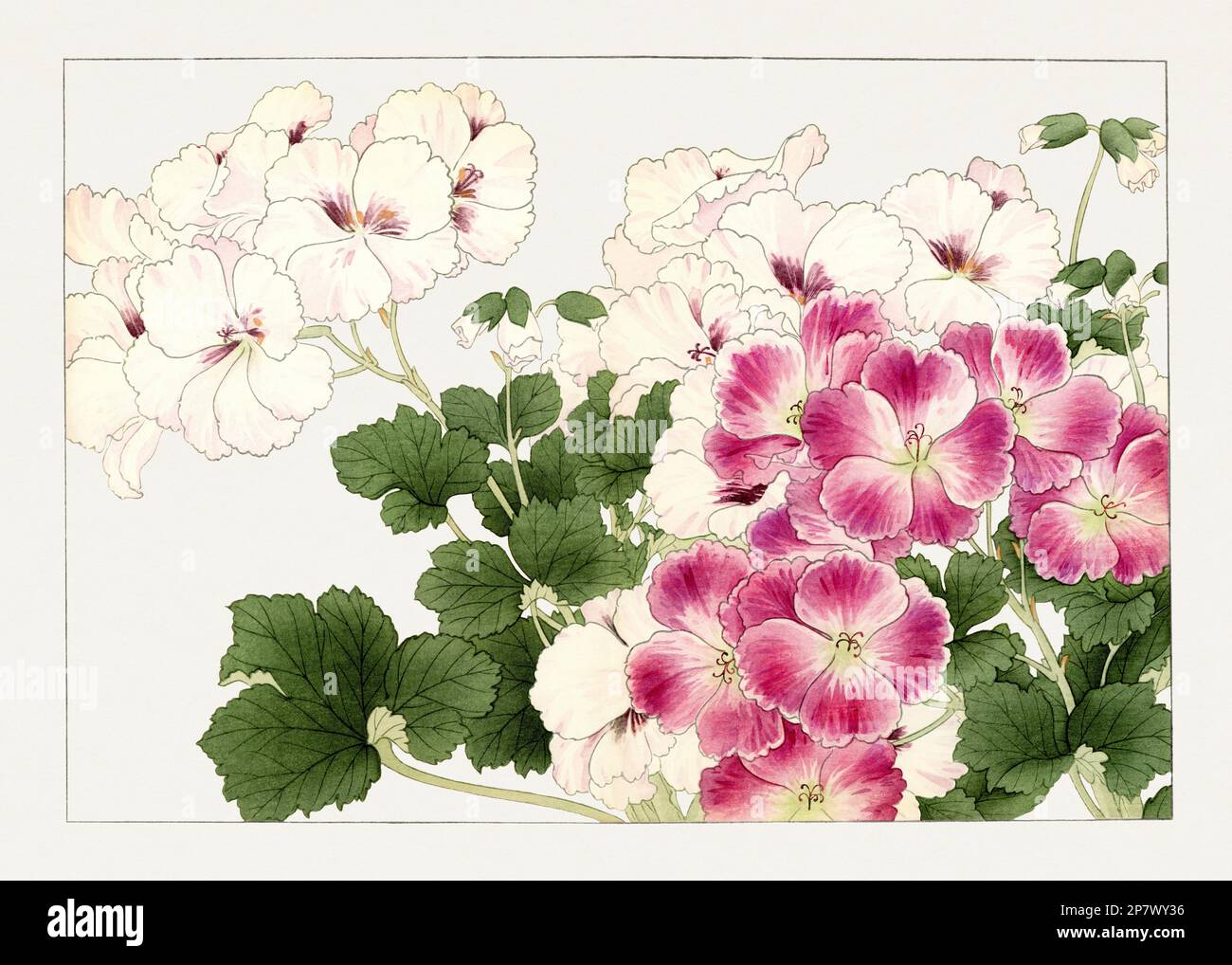 Geranium flower. Asian art. Japanese flower woodblock art by Tanigami ...