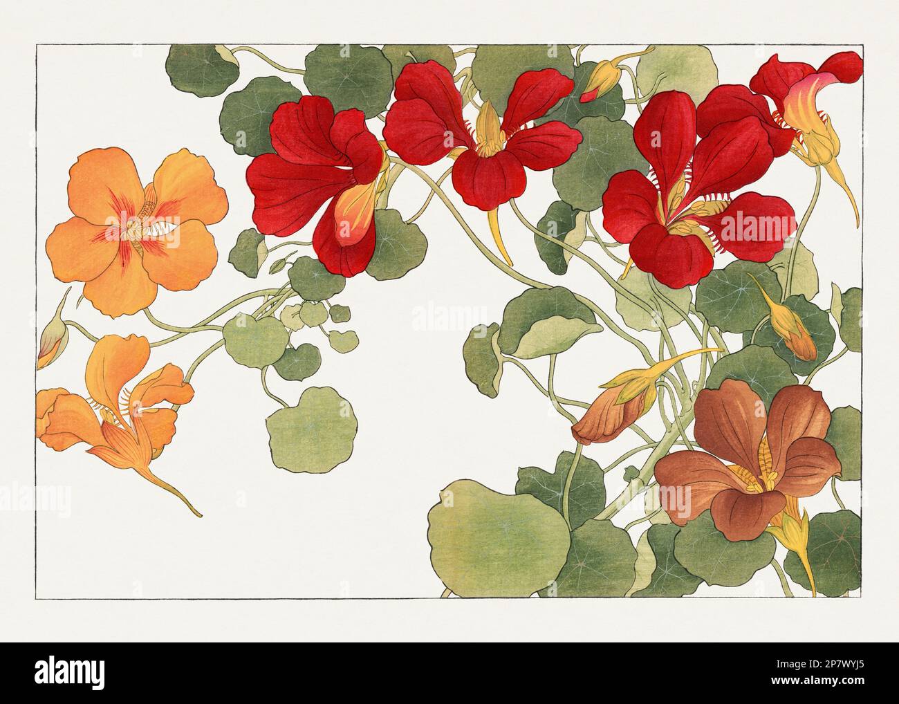 Nasturtium Flower. Asian art. Japanese flower woodblock art by Tanigami ...