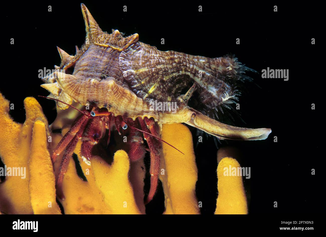 Attinie hi-res stock photography and images - Alamy