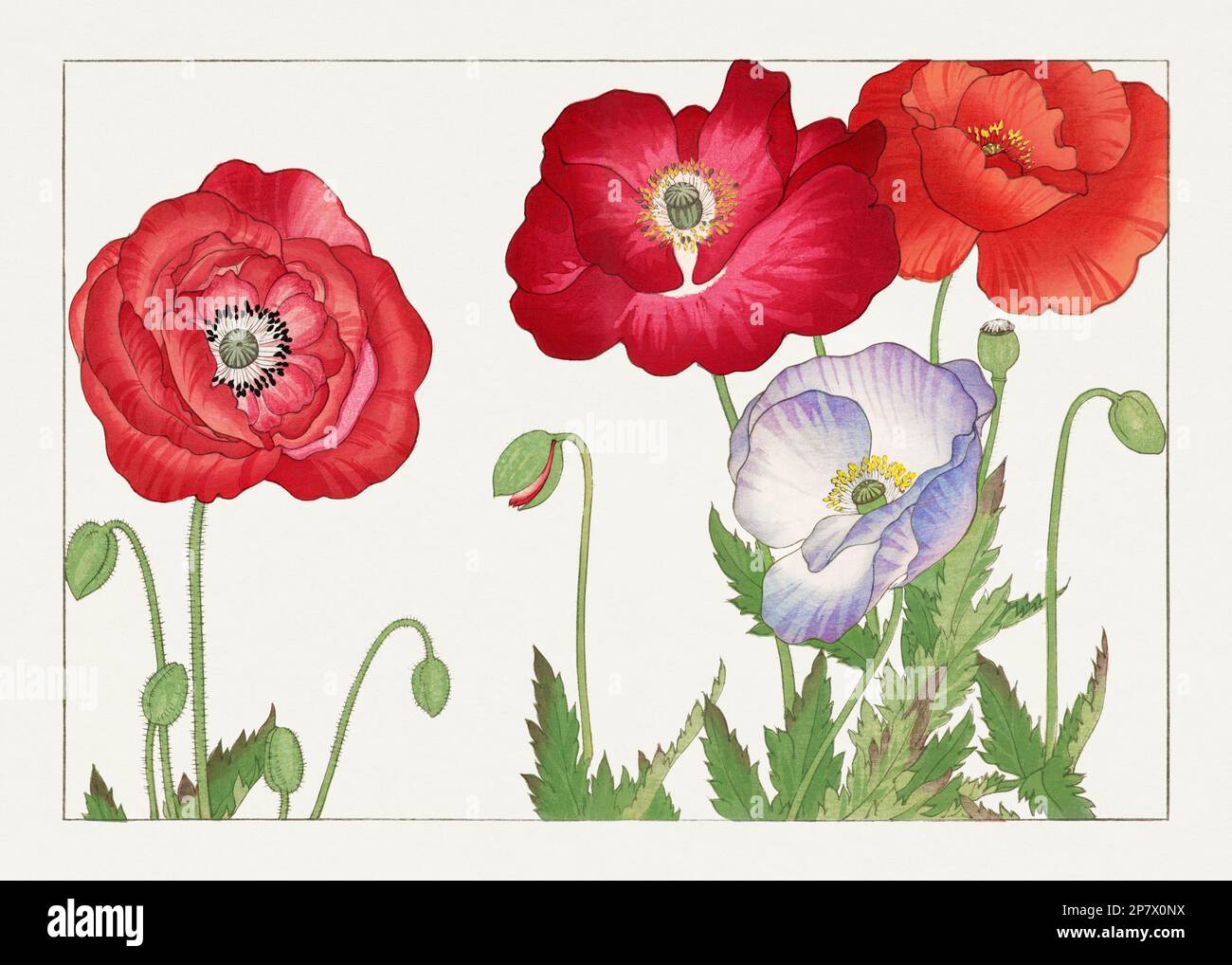 Poppy Flower. Asian art. Japanese flower woodblock art by Tanigami ...