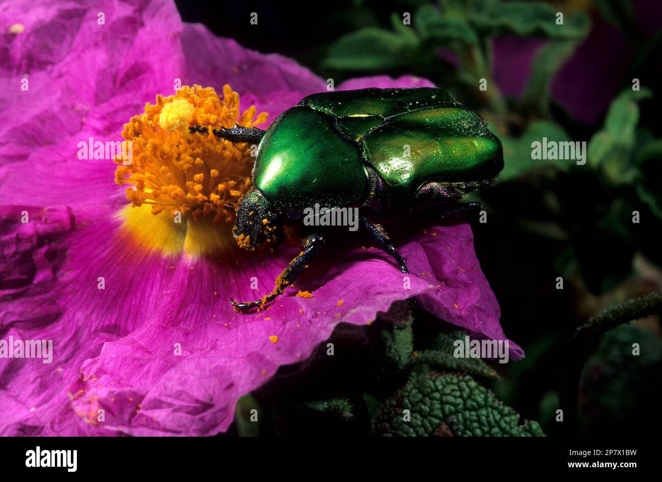 Cetonia, Cetonia aurata (Coleotteri, Scarabaeidae, su cisto rosa ...