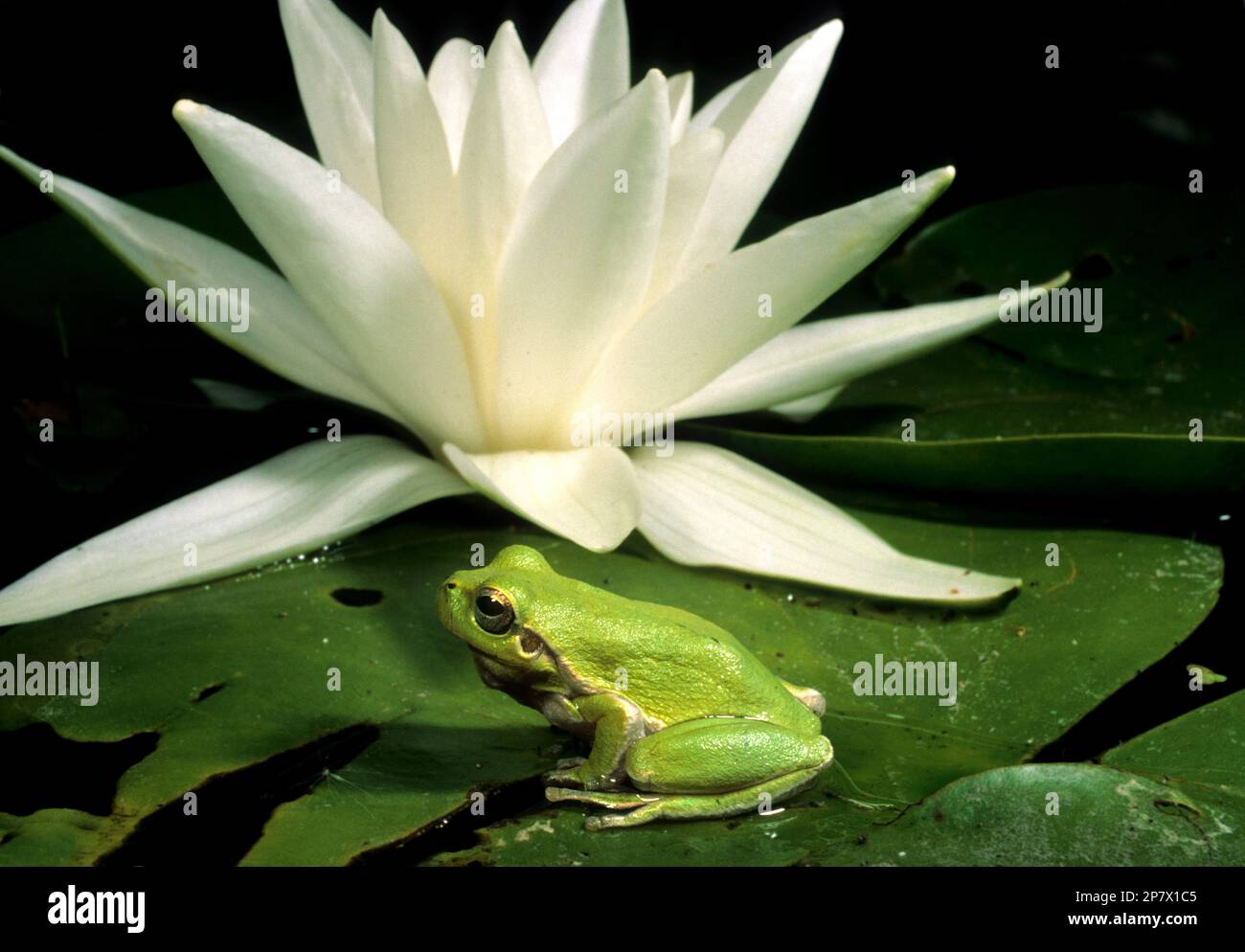 This male tree frog, Hyla arborea sarda, prepares to call, a quick ...