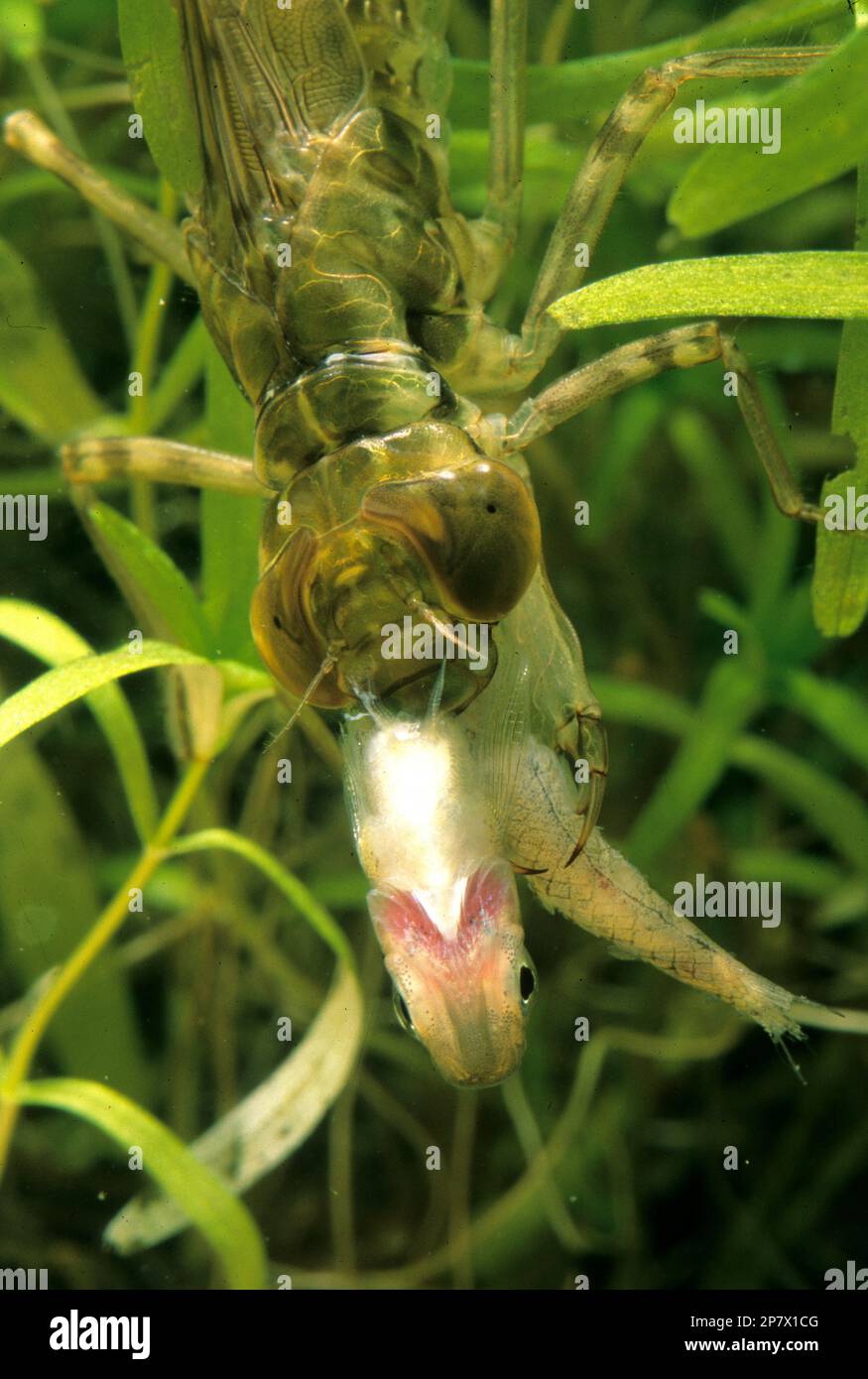 Invertebrati di insetti hi-res stock photography and images - Alamy