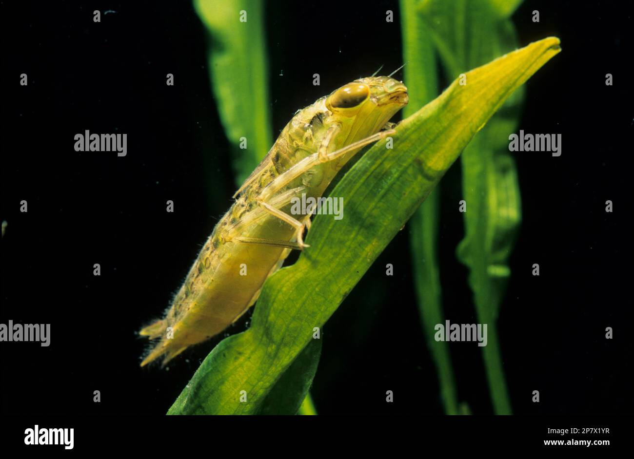 Dragonfly larva (Anax imperator). Lake Baratz, Sardinia, Italy Stock ...