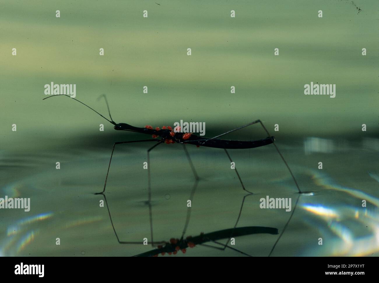 Waterskater with red acari Waterskater, Hydrometra stagnorum, Hemittera ...