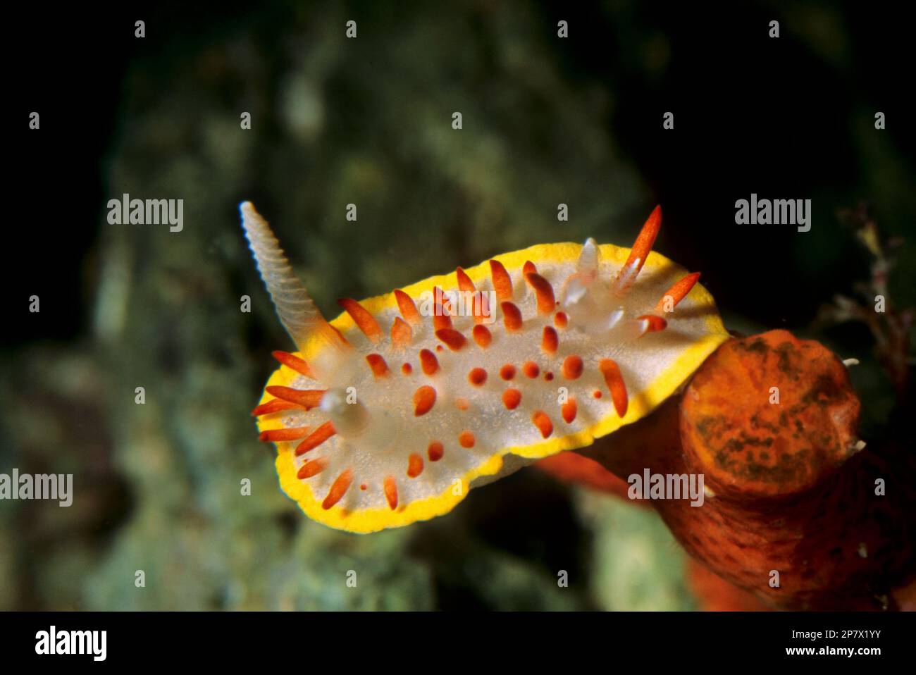 Sea slug, a dorid nudibranch, Diaphorodoris papillata Stock Photo - Alamy