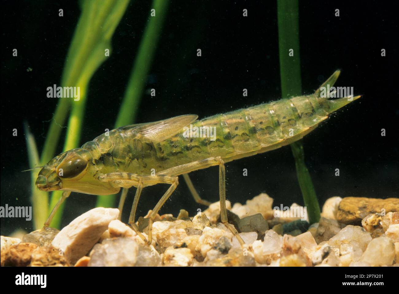 Dragonfly larva underwater hi-res stock photography and images - Alamy