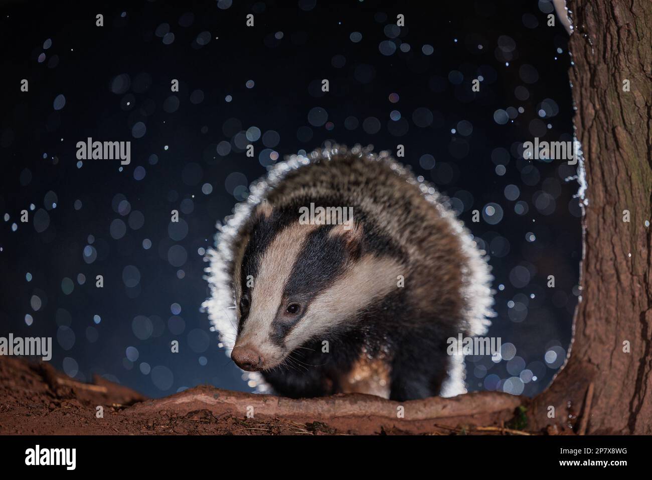 A badger comes out to forage as it begins to snow in the Brecon Beacons ...