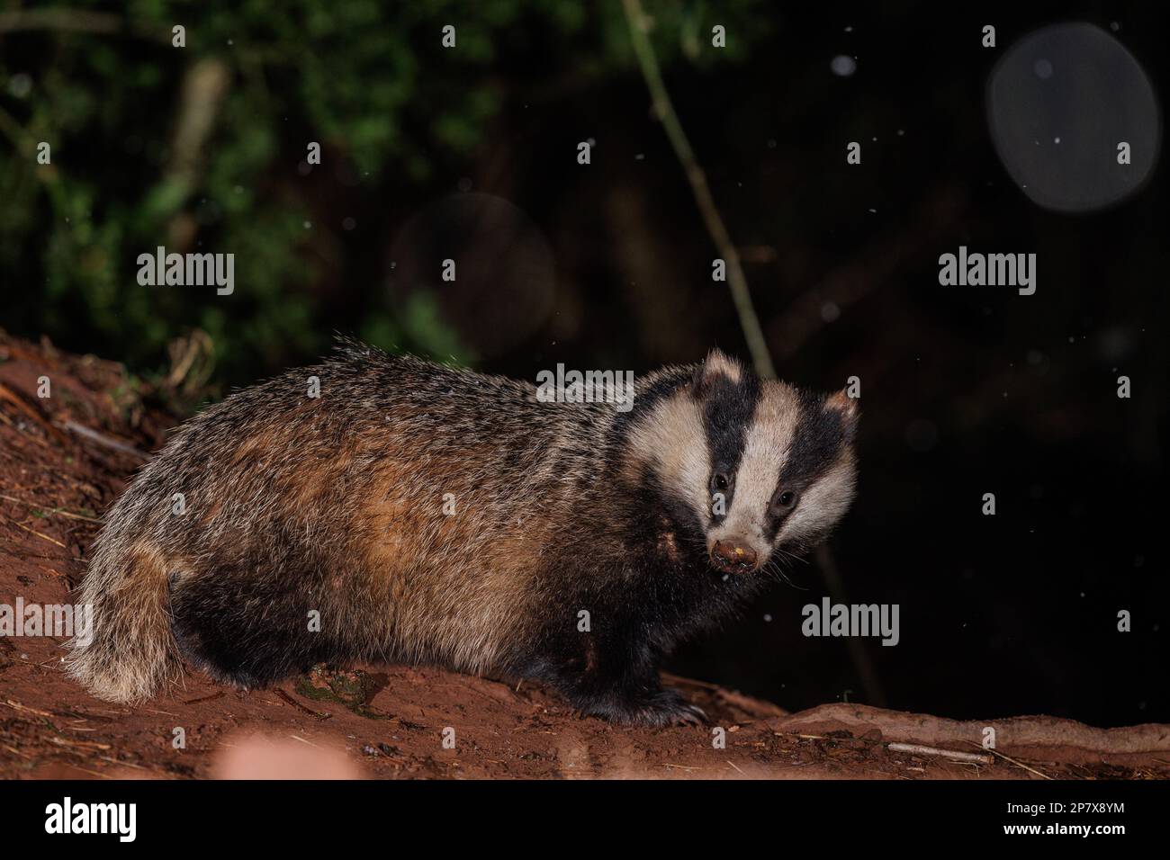 A badger comes out to forage as it begins to snow in the Brecon Beacons ...