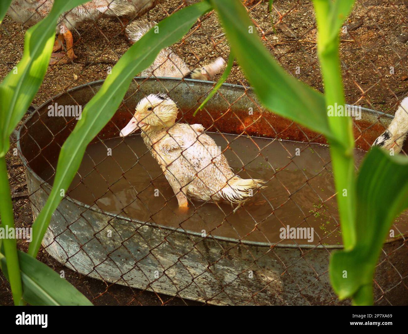 Good duck hi-res stock photography and images - Alamy