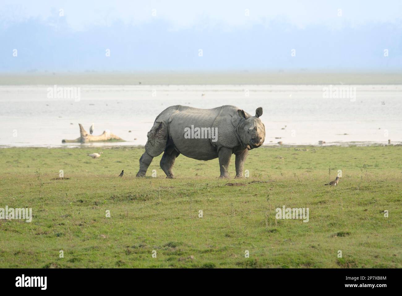 Indian Rhino, Rhinoceros unicornis, crosses from left-to-right ...