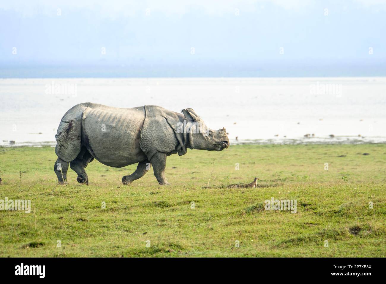 Indian Rhino, Rhinoceros unicornis, crosses from left-to-right ...