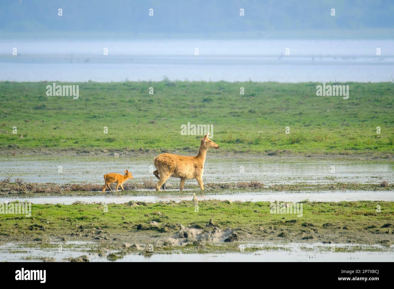 Female Swamp Deer with her baby, calf wading through swamp and mud at ...