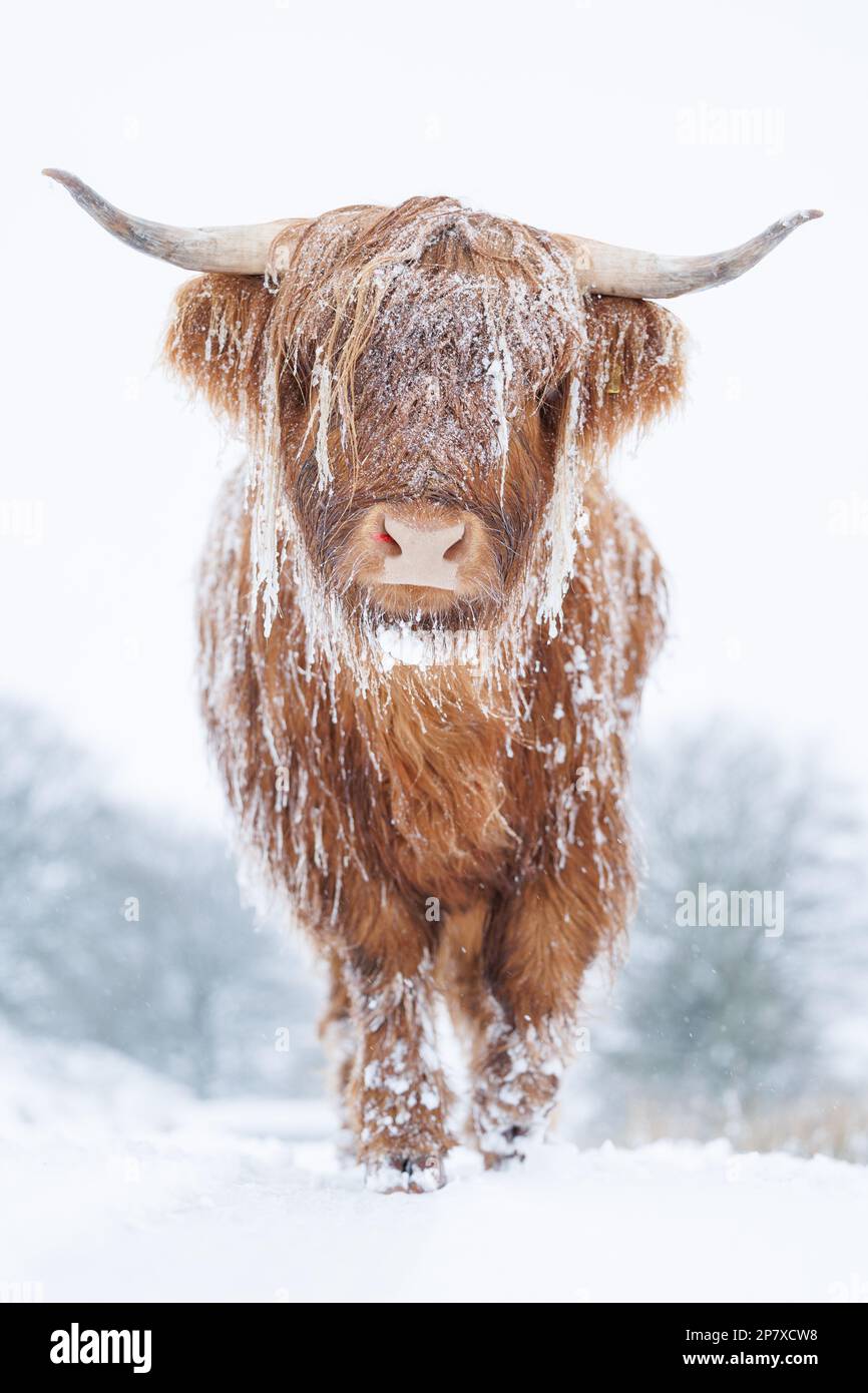 A highland cow in the snow on a welsh moorland, Manmoel Mountain, Ebbw ...