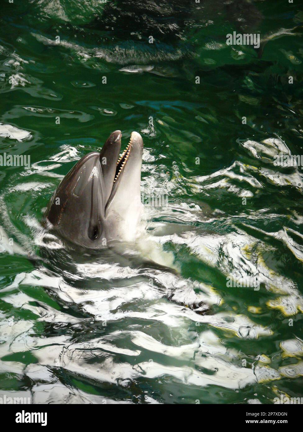 Dolphins in the water in the dolphinarium in Ukraine Stock Photo - Alamy