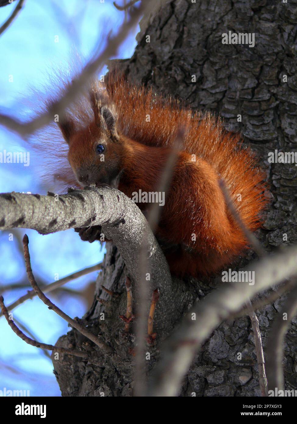 Squirrel on a tree in Lviv, Ukraine Stock Photo - Alamy
