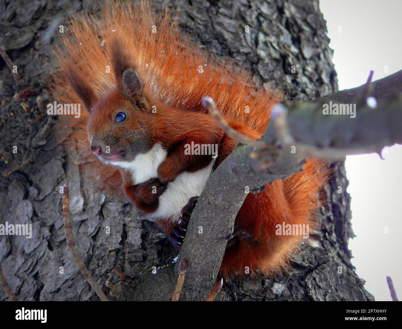 Squirrel on a tree in Lviv, Ukraine Stock Photo - Alamy