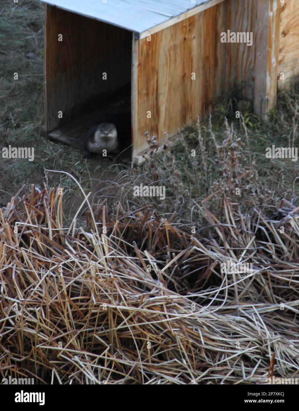 A river otter from Washington state peaks out its crate along the Rio ...