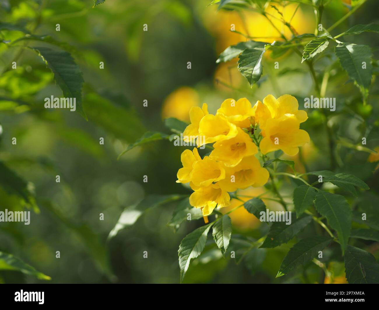 root vegetable Thai herb Stock Photo - Alamy