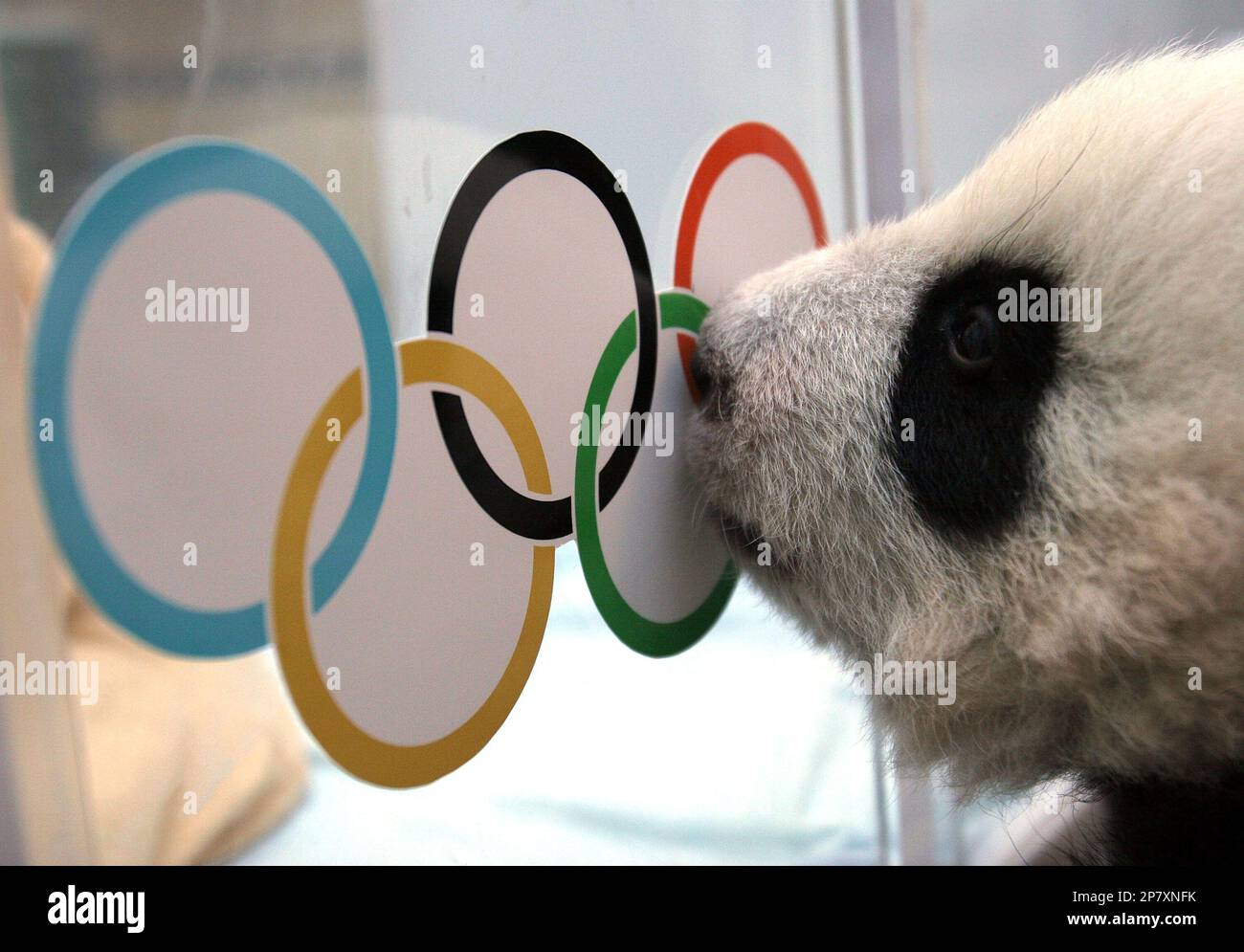 WOLONG, CHINA - NOVEMBER 10: A giant panda cub kisses the five-ring ...