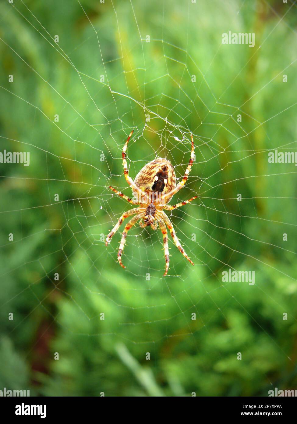 Big spider and web in Ukraine forest Stock Photo - Alamy