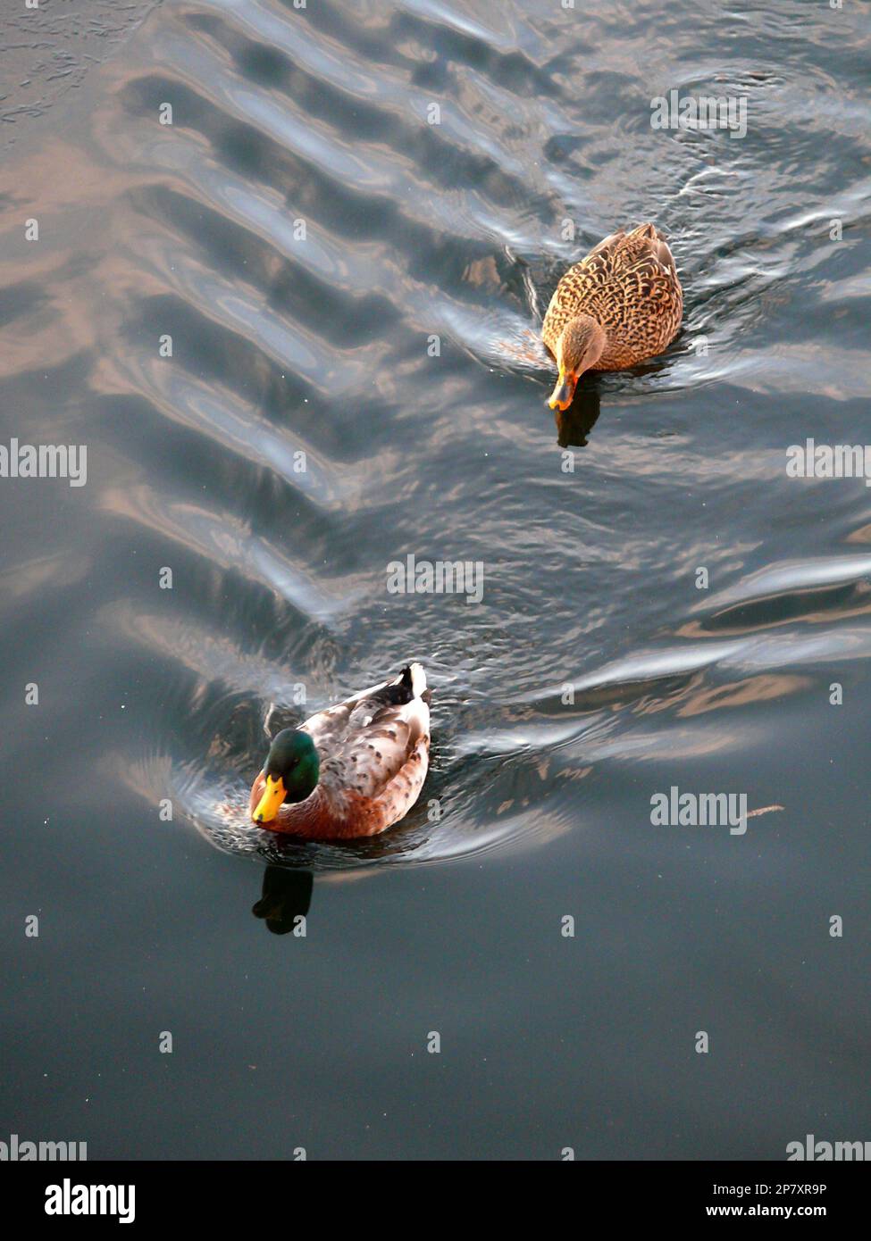 Good duck hi-res stock photography and images - Alamy